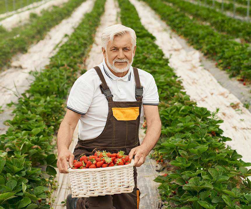 Organic Cow - Orgarium - Agriculture Farming WordPress Theme